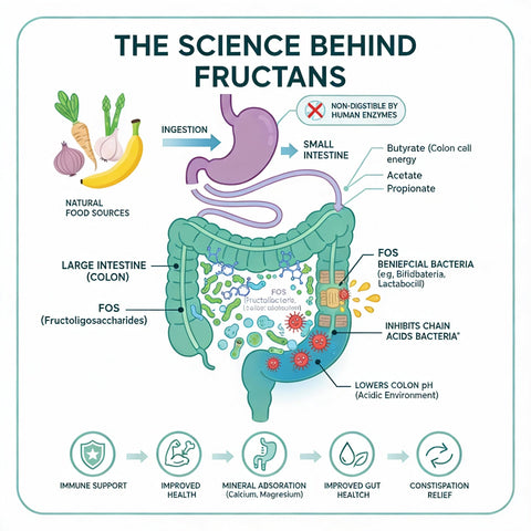 The Science Behind Fructans – B'spoke