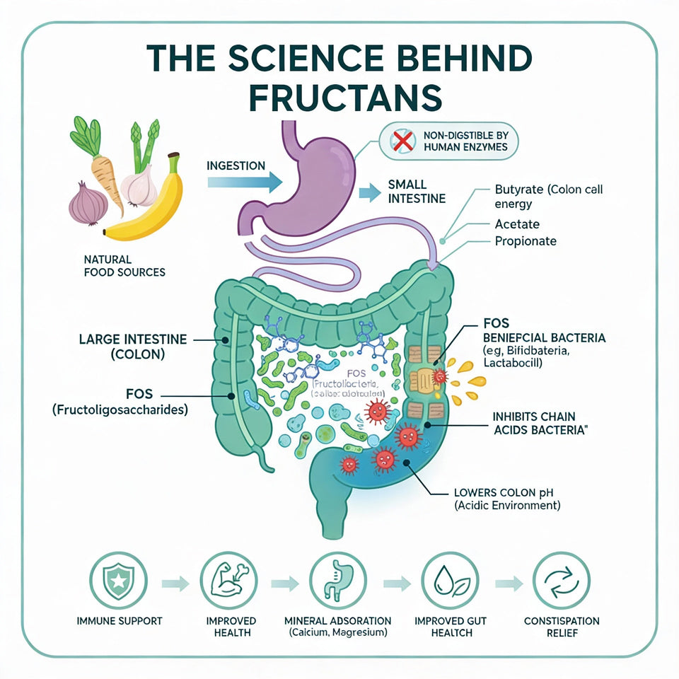 The Science Behind Fructans – B'spoke